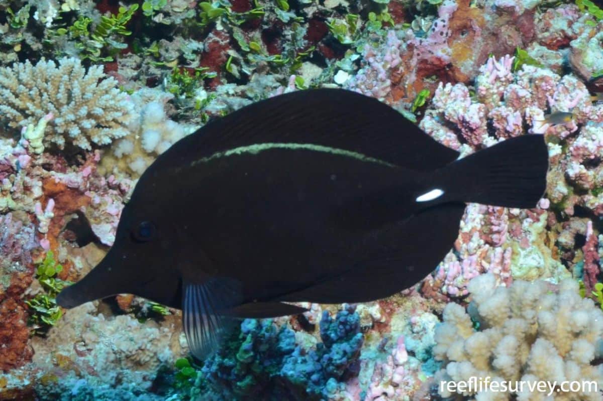 Black Tang Fish: Tank Mates, Feeding, and General Care