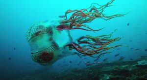 10 Fascinating Types Of Jellyfish
