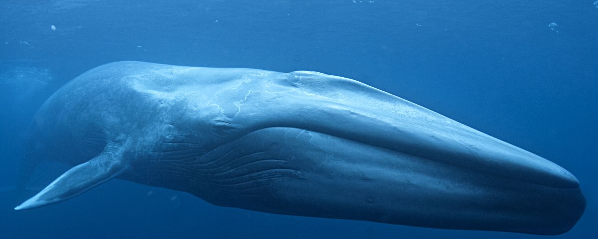 The Blue Whale — The Biggest Animal In The Ocean - Build Your Aquarium