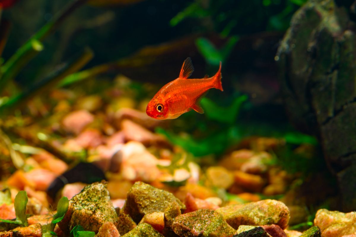 15 Small Freshwater Fish for Nano Aquariums (The Ultimate Guide)