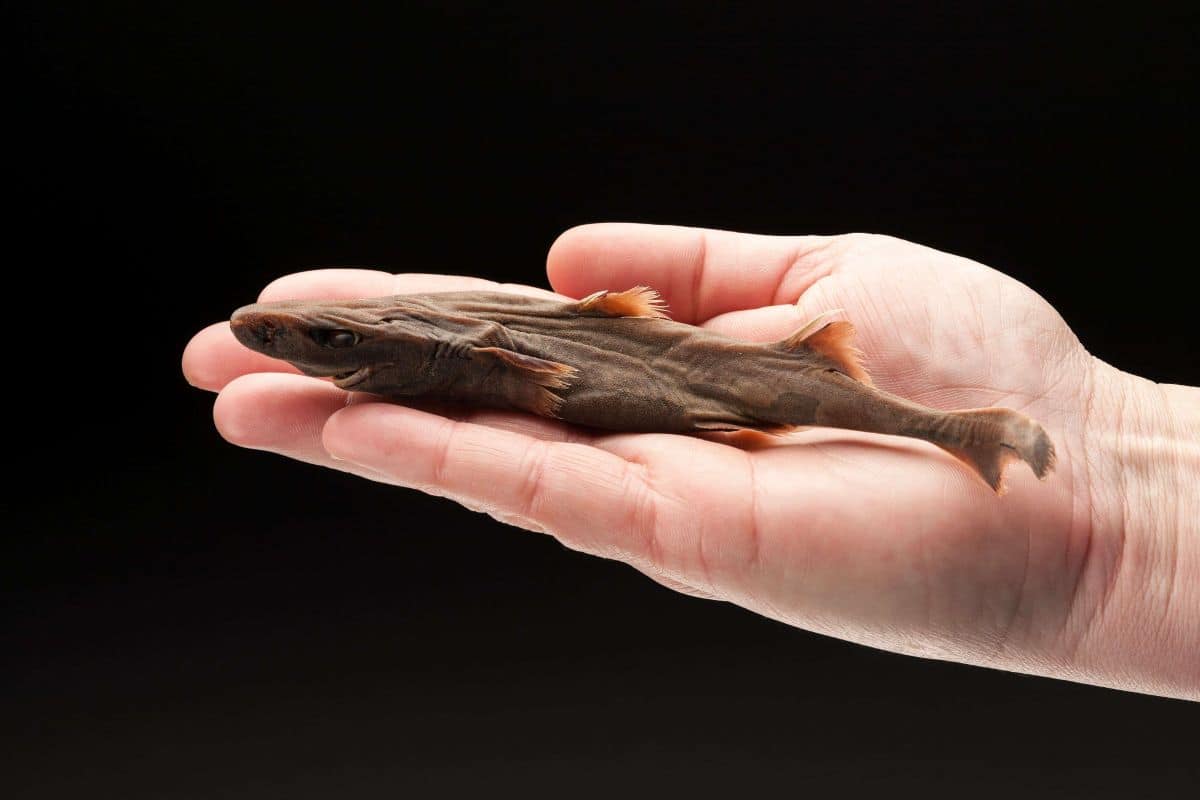 13 Small Sea Creatures You’ll Likely Never See