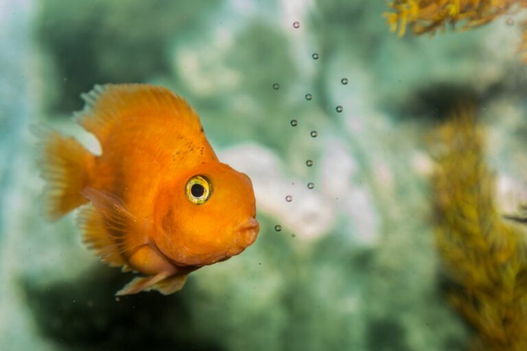 Fish Live In Water…But Can Fish Drown? - Build Your Aquarium