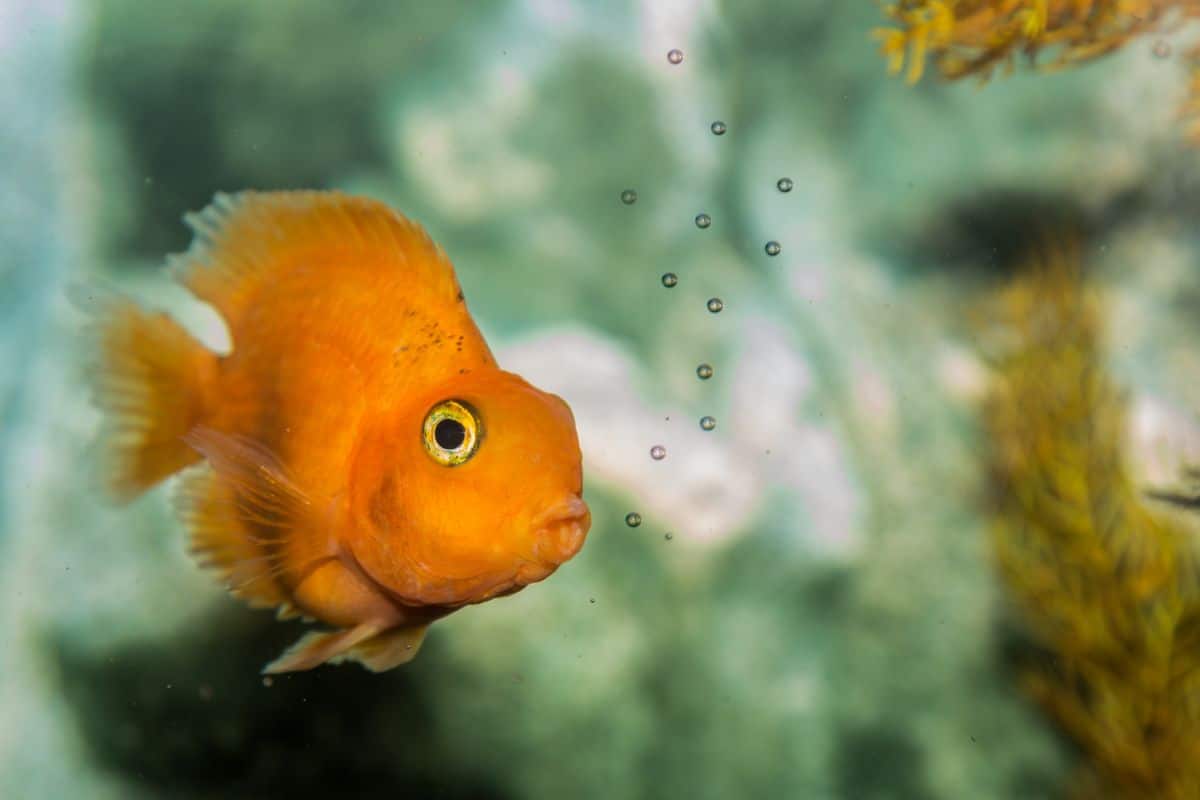 Fish Live In Water…But Can Fish Drown? - Build Your Aquarium