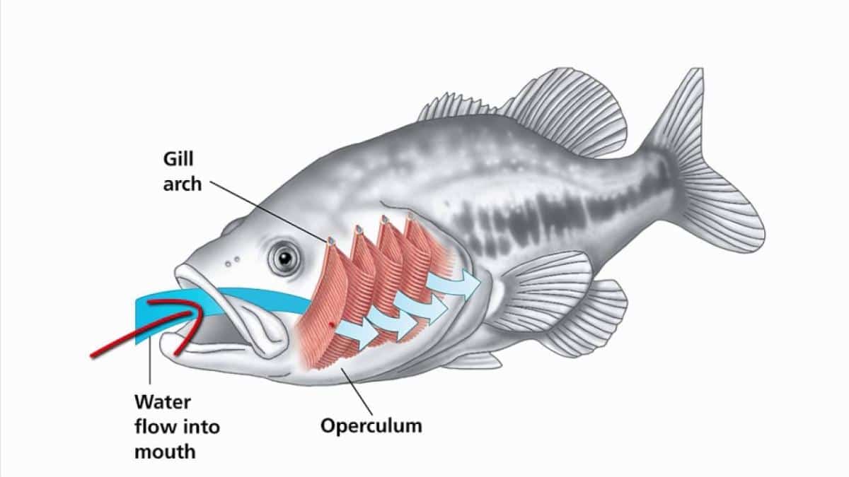 Fish Live In Water…But Can Fish Drown? - Build Your Aquarium