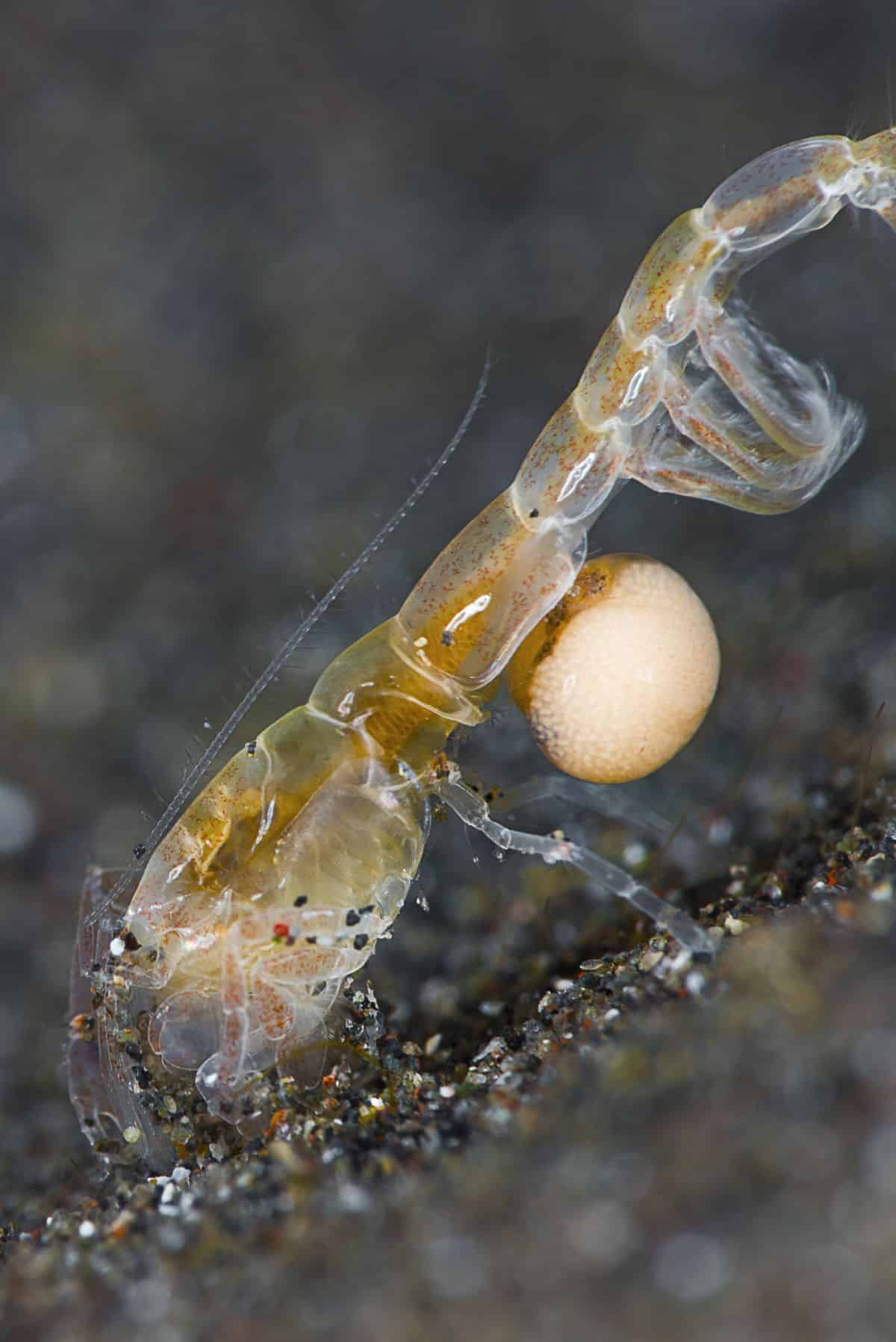 Ghost Shrimp Breeding: Tank Design and Shrimplet Rearing