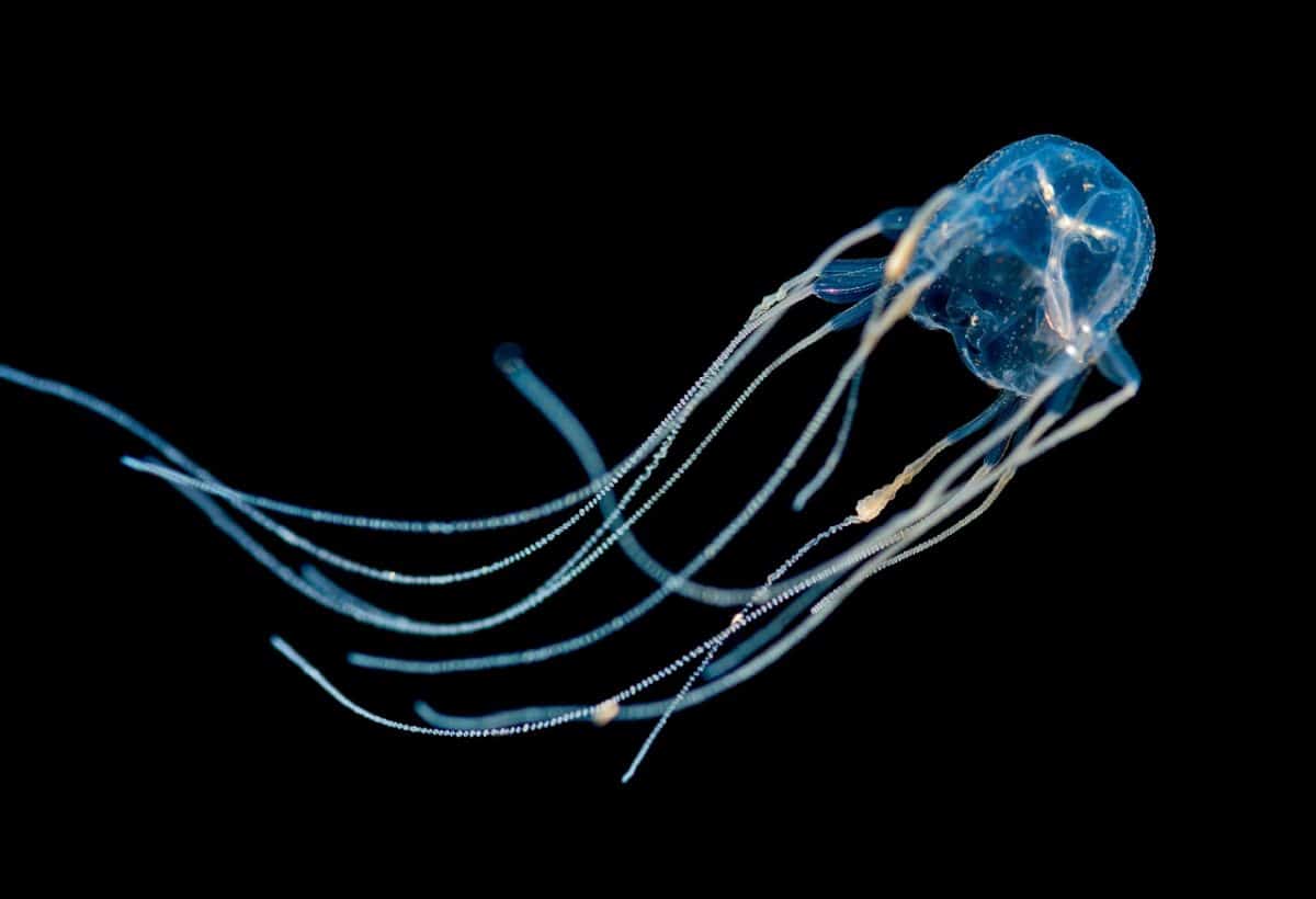 10 Fascinating Types Of Jellyfish