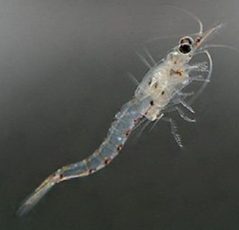 13 Small Sea Creatures You’ll Likely Never See