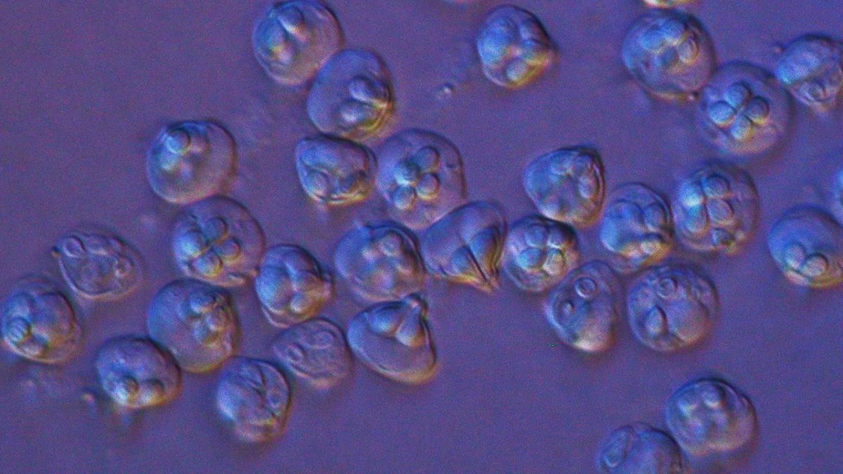 13 Small Sea Creatures You’ll Likely Never See