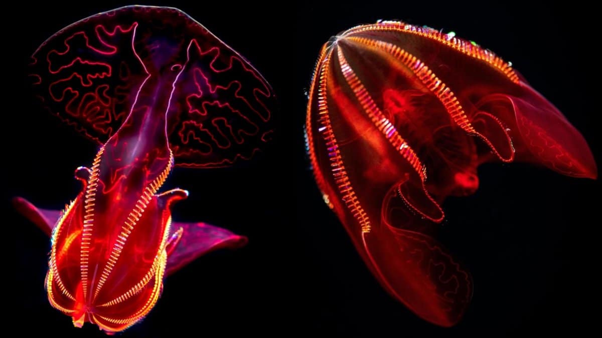The Bloodybelly Comb Jelly — The Animal That Poops “Glitter”