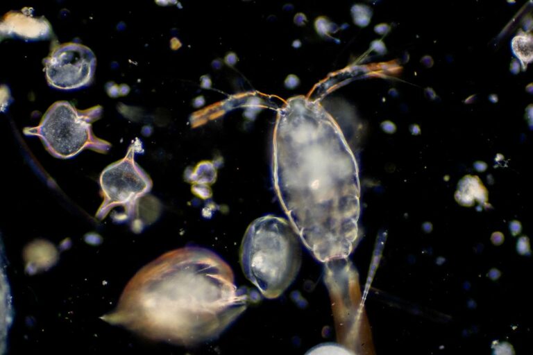 13 Small Sea Creatures You’ll Likely Never See