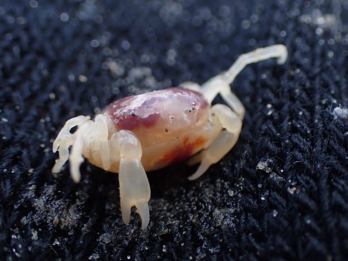 13 Small Sea Creatures You’ll Likely Never See