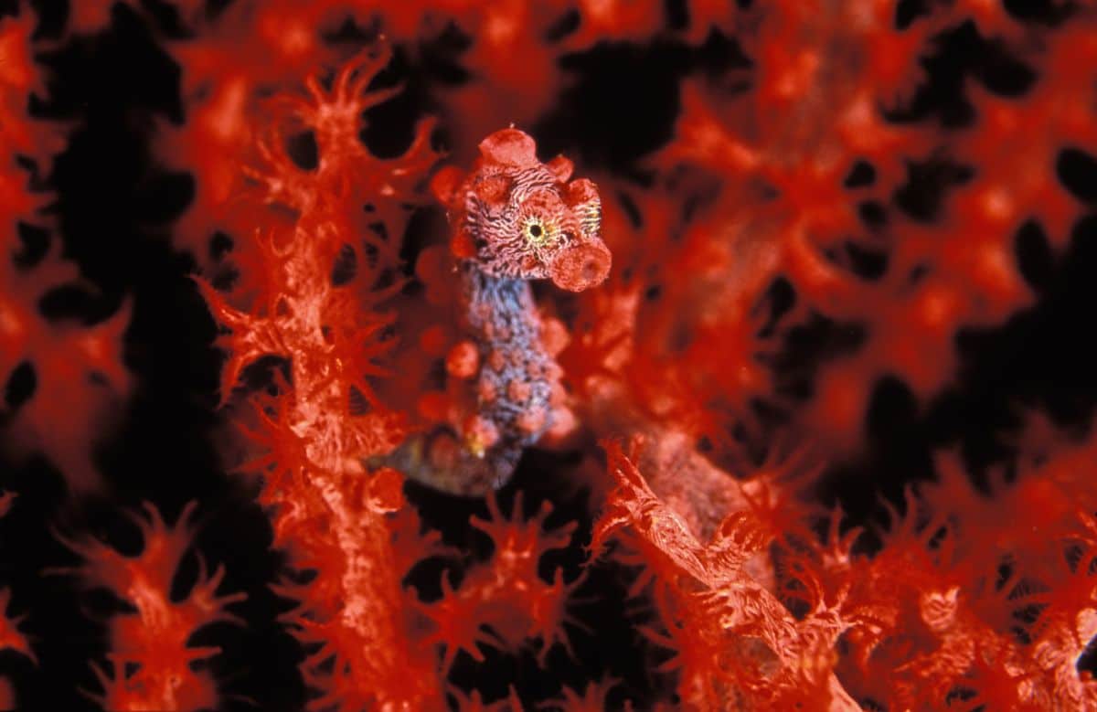 13 Small Sea Creatures You’ll Likely Never See