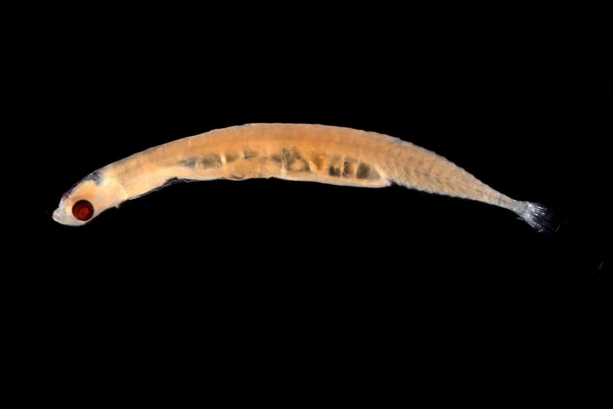 13 Small Sea Creatures You’ll Likely Never See