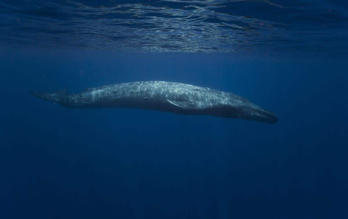 The Blue Whale — The Biggest Animal In The Ocean - Build Your Aquarium