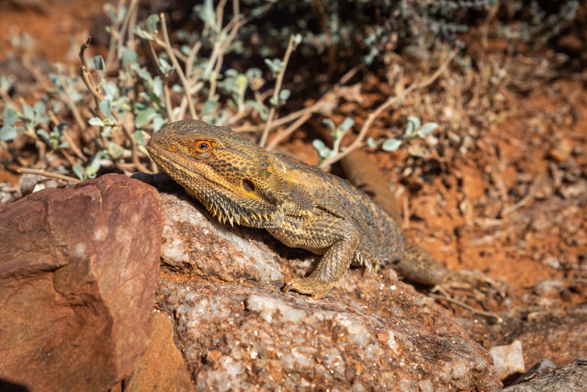 13 Bearded Dragon Facts You Need To Know
