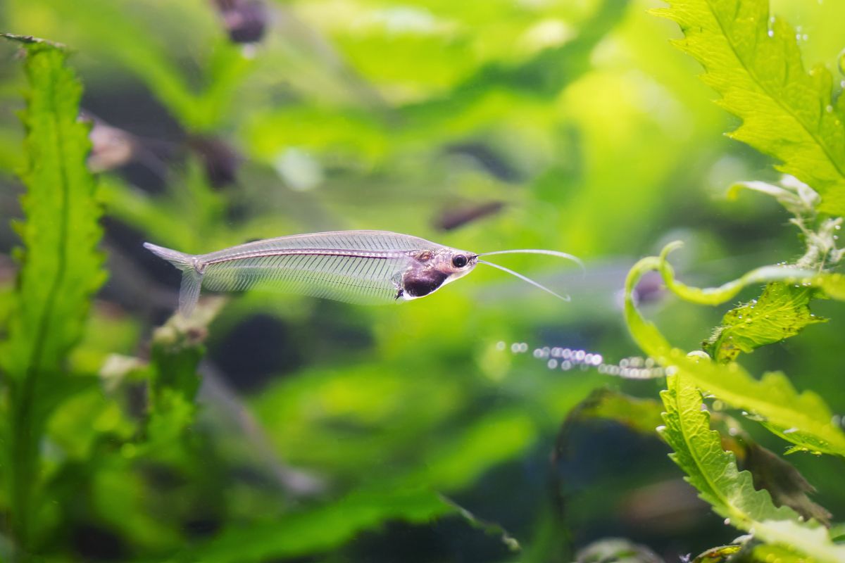 How To Create A Peaceful Freshwater Community Fish Tank