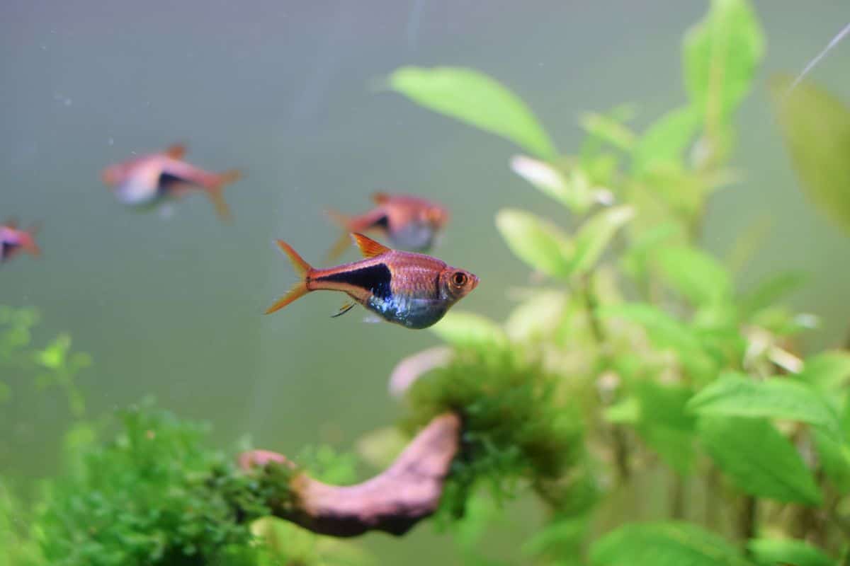 How To Create A Peaceful Freshwater Community Fish Tank