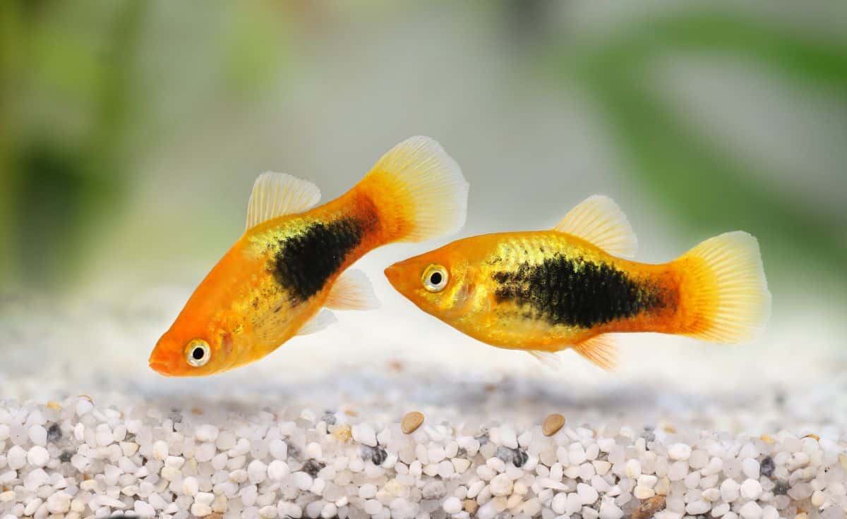 How To Create A Peaceful Freshwater Community Fish Tank