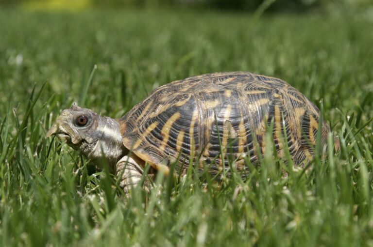 A Guide To Western Box Turtle Care