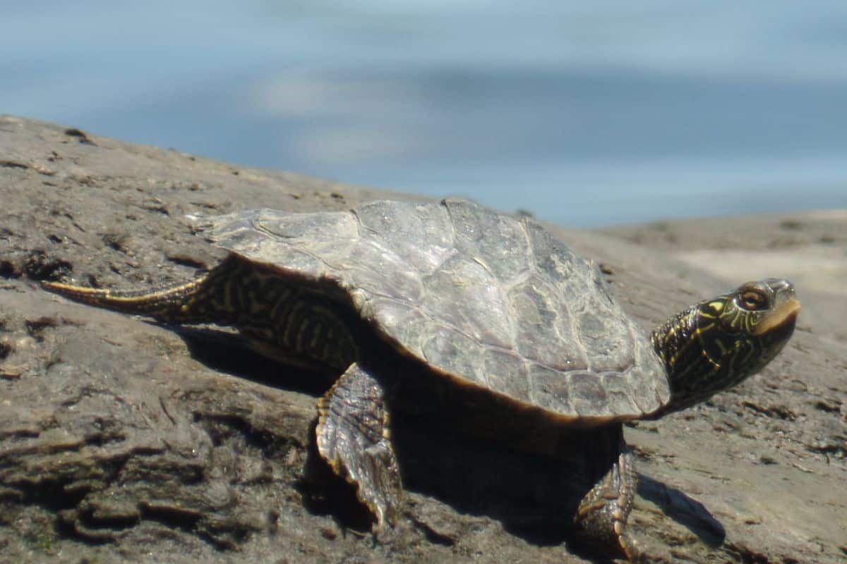 A Guide To Northern Map Turtle Care
