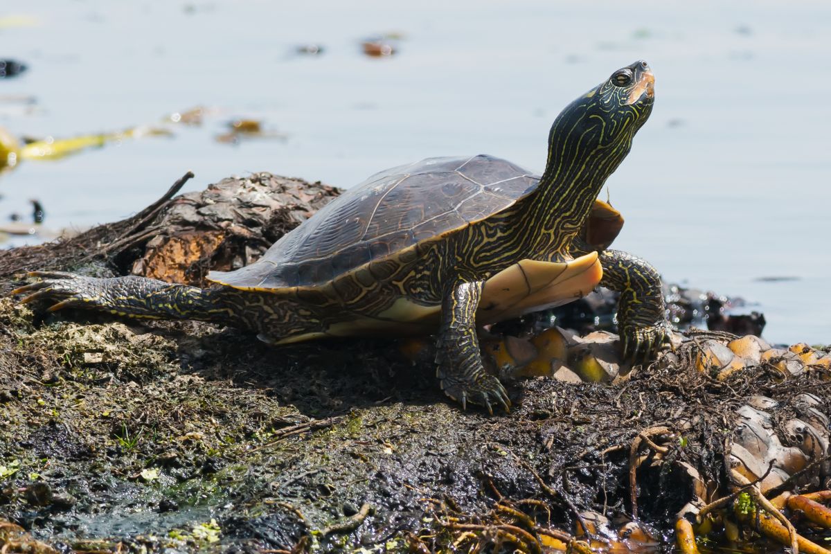 A Guide To Northern Map Turtle Care