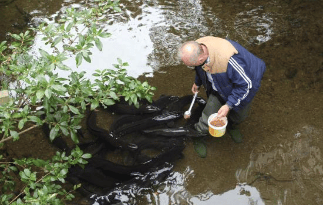 The New Zealand Longfin Eel — The World’s Largest Eel