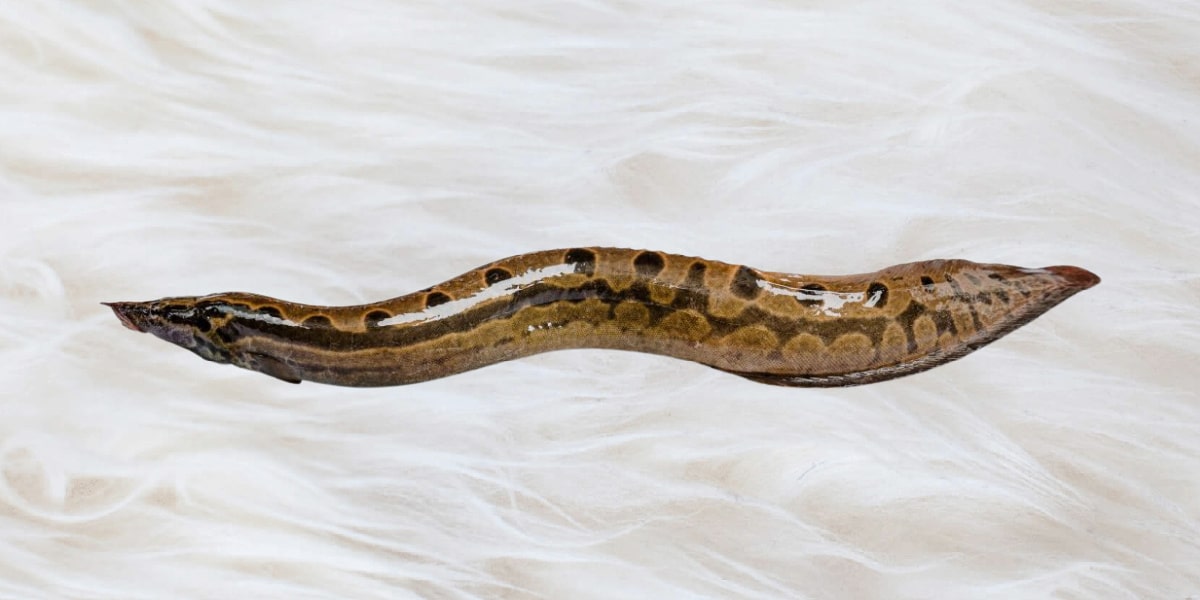 The Indian Mottled Eel — India’s Most Prominent Eel