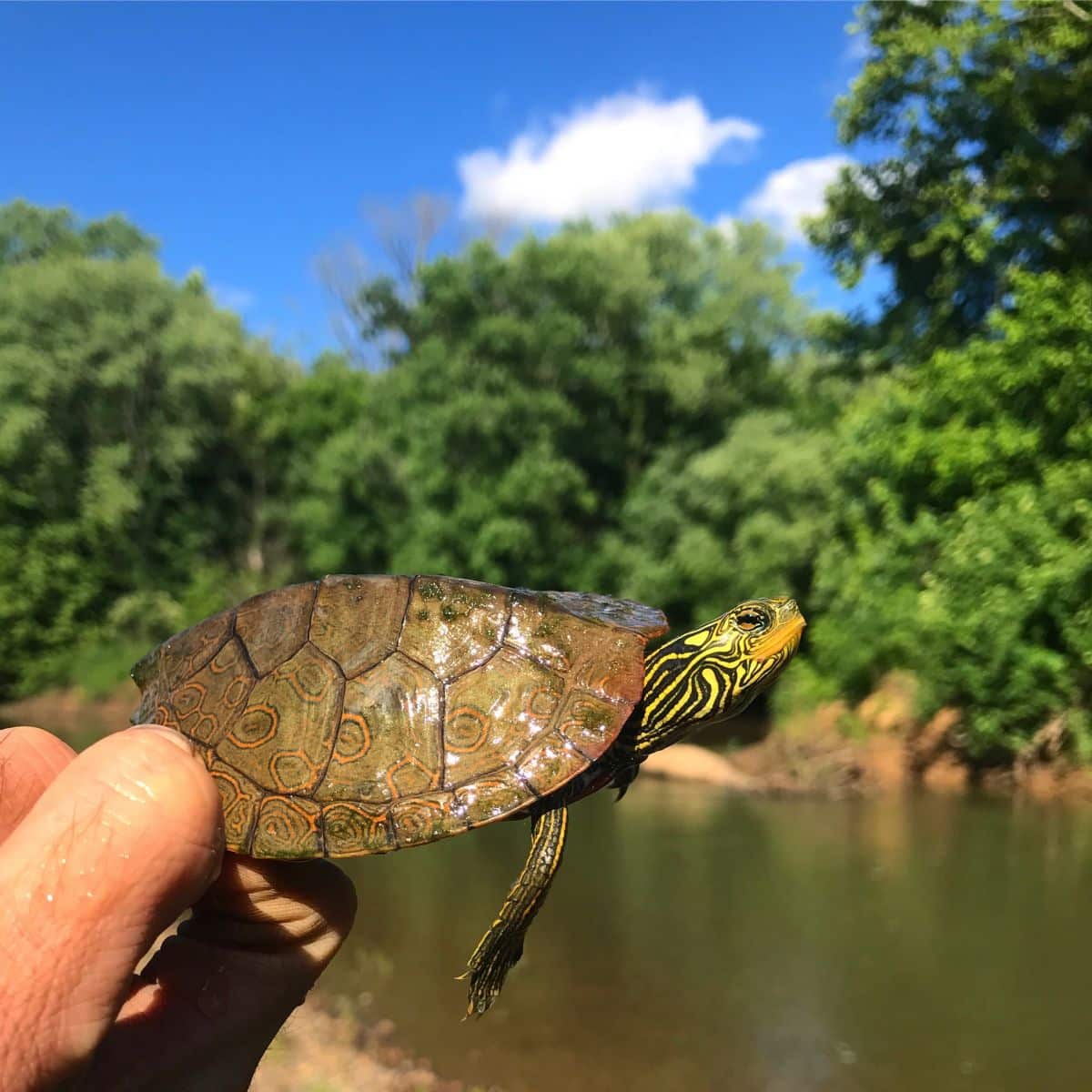 A Guide To Northern Map Turtle Care