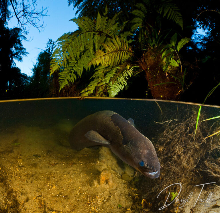 The New Zealand Longfin Eel — The World’s Largest Eel