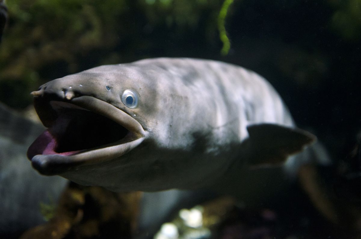The New Zealand Longfin Eel — The World’s Largest Eel