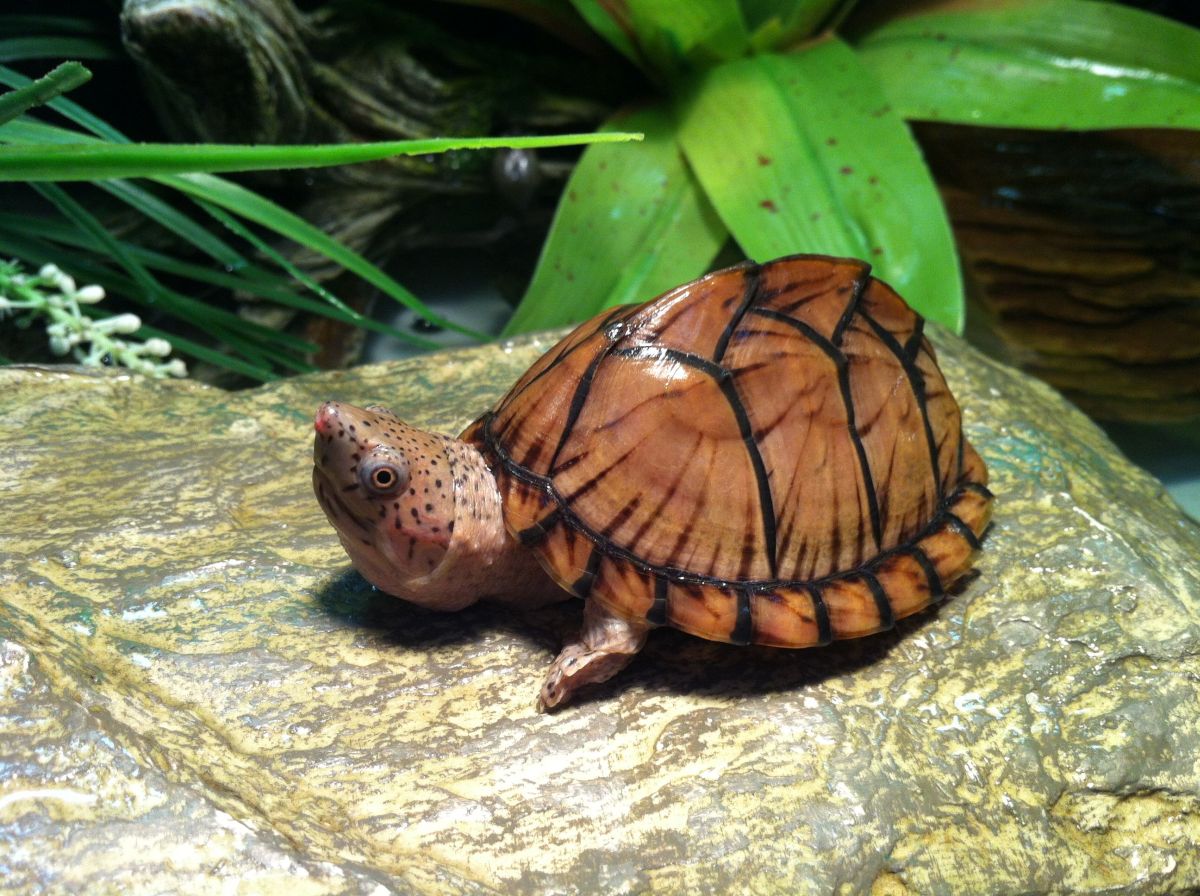 A Guide To Razorback Musk Turtle Care