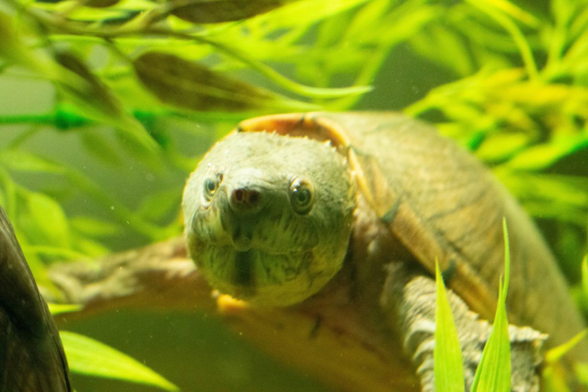 A Guide To Razorback Musk Turtle Care