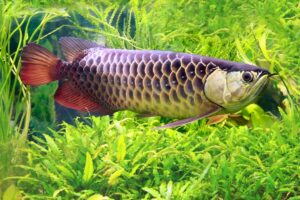 Arowana Fish Species Profile: Tank Mates, Tank Size, and Feeding