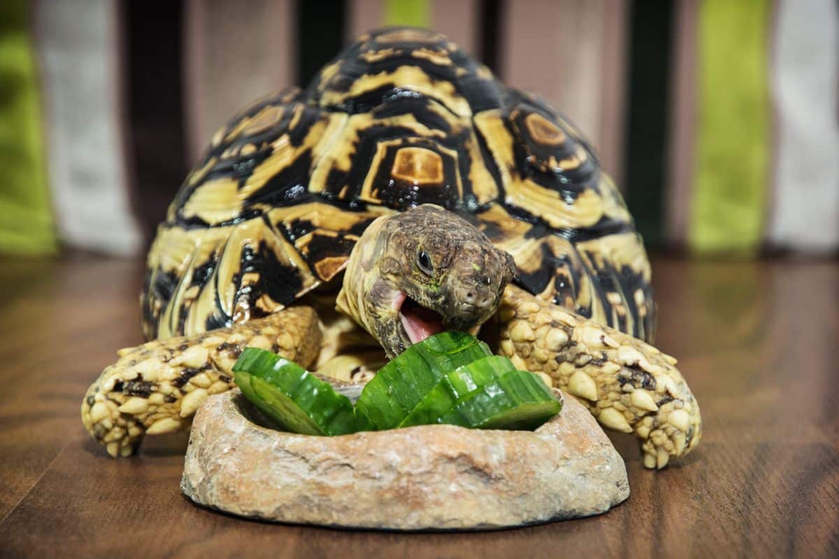 A Guide To Leopard Tortoise Care