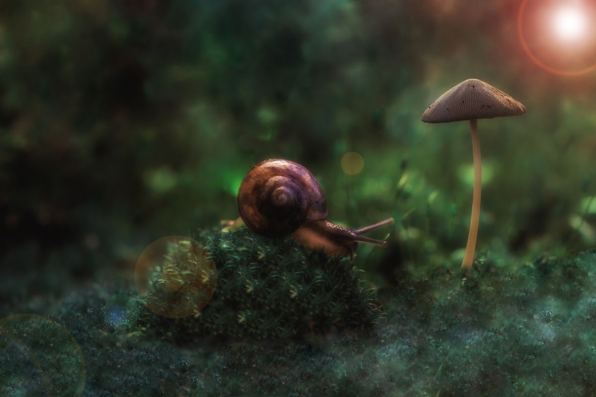 Snail Symbolism and Spiritual Meanings