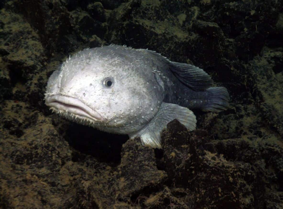Blobfish: The World's Ugliest Fish