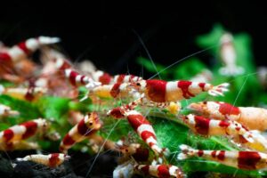 Caridina Shrimp — A Rainbow of Colors (Care Guide & Life History)