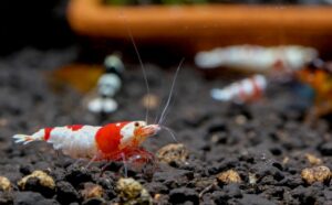Caridina Shrimp — A Rainbow of Colors (Care Guide & Life History)