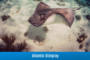 A Guide To Freshwater Stingray Care