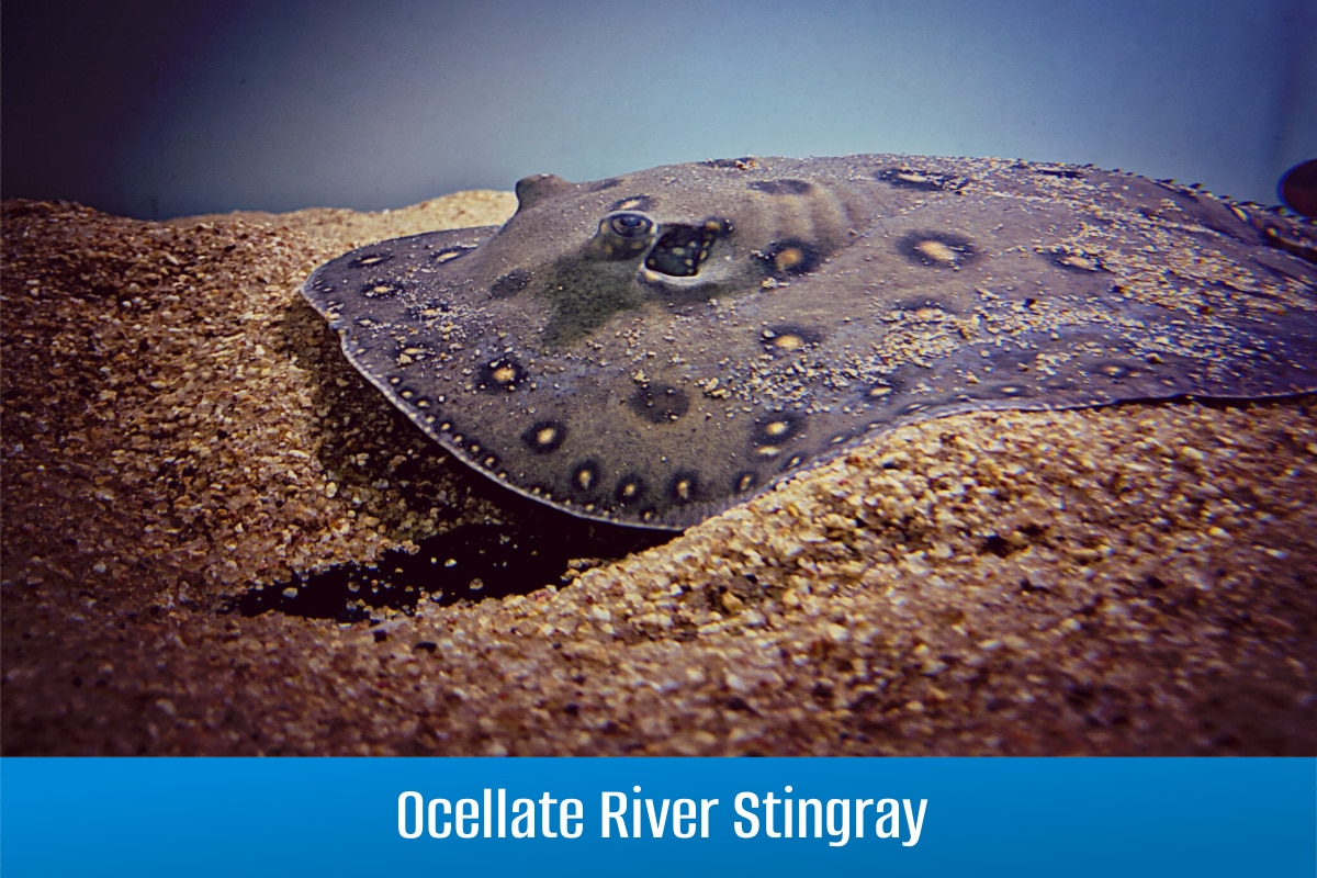A Guide To Freshwater Stingray Care