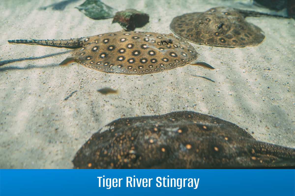 A Guide To Freshwater Stingray Care