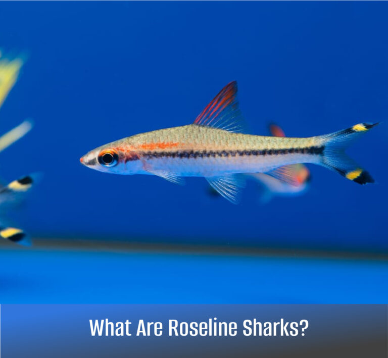 A Guide To Roseline Shark Care