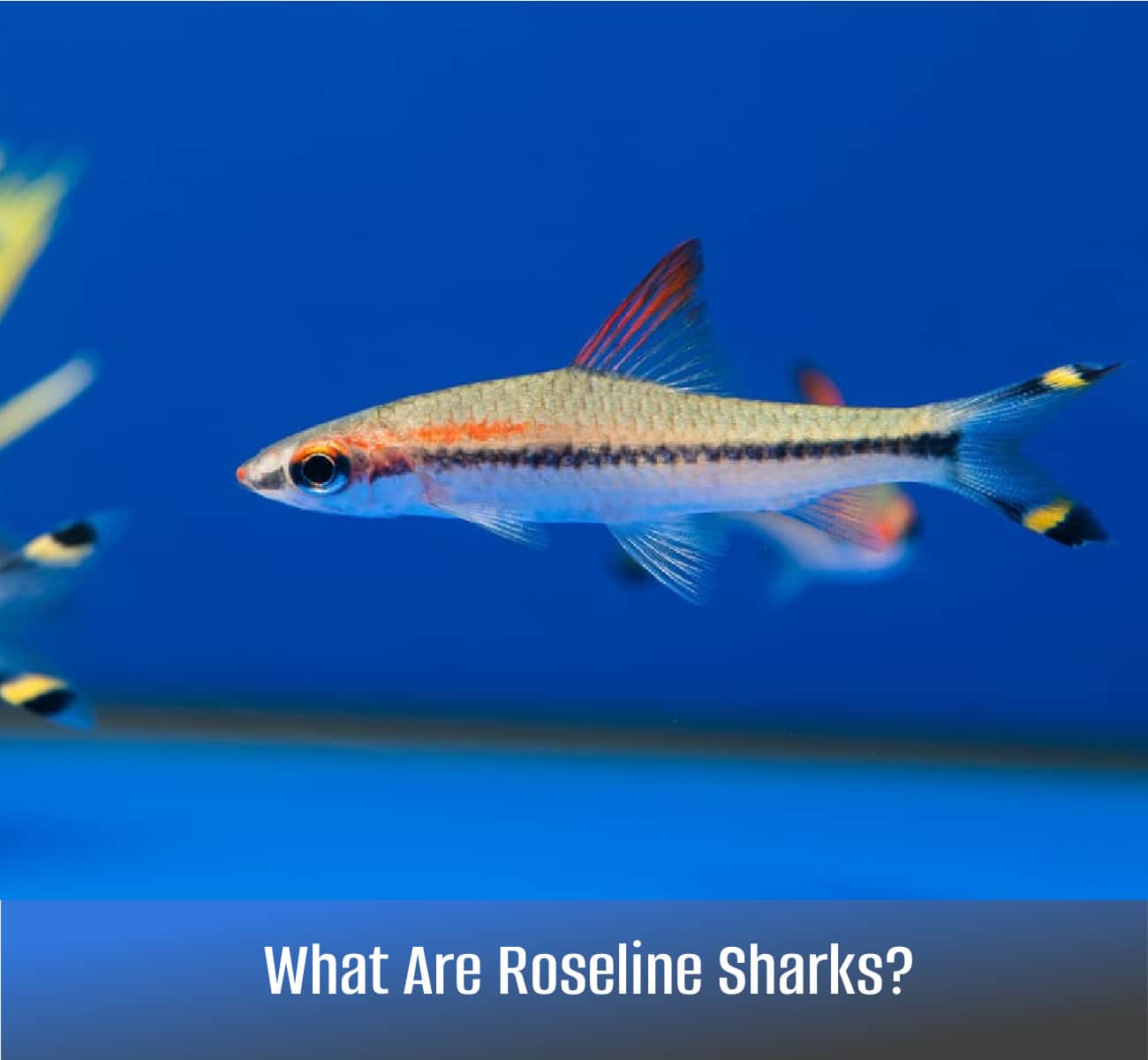 A Guide To Roseline Shark Care