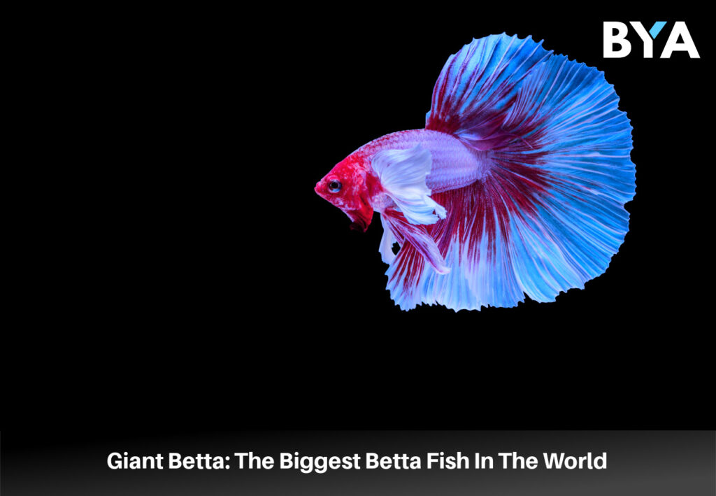 Giant Betta: The Biggest Betta Fish In The World