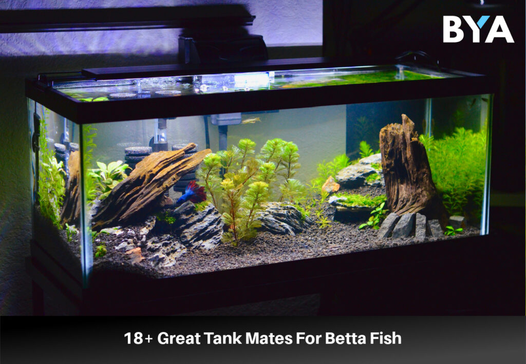 18+ Great Tank Mates For Betta Fish - Build Your Aquarium