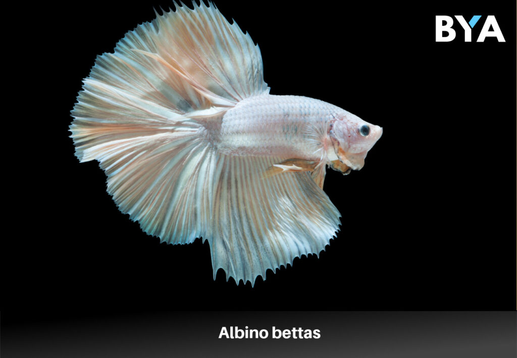 24 Types Of Betta Fish Colors and Patterns