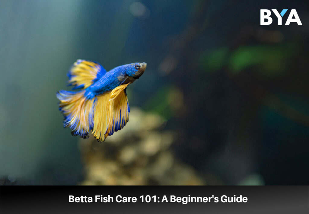 Betta Fish Care 101: A Beginner's Guide