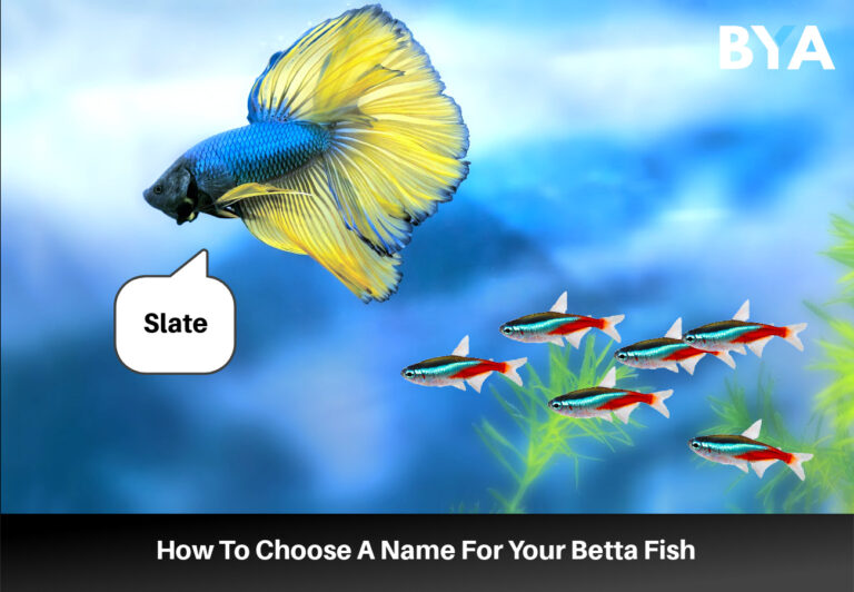 1500+ Betta Fish Names For Any Color, Gender, Tail Type, & Personality