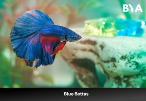 24 Types Of Betta Fish Colors and Patterns