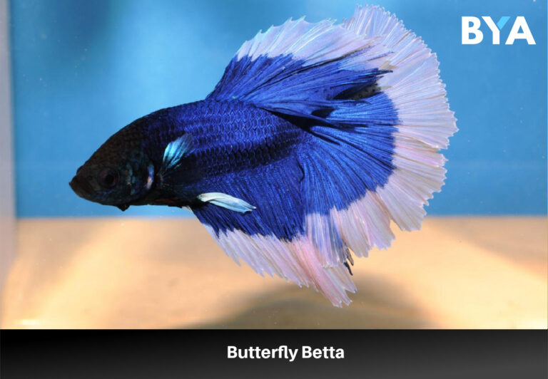 24 Types Of Betta Fish Colors and Patterns